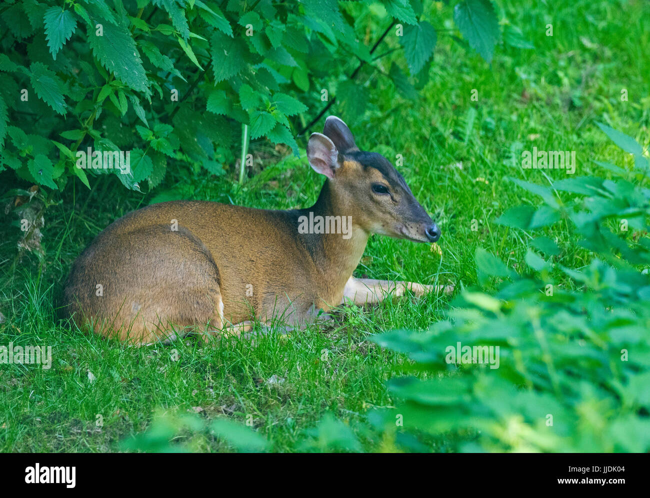 Muntjac also called barking deer Muntiacus reevesi with her baby Stock ...