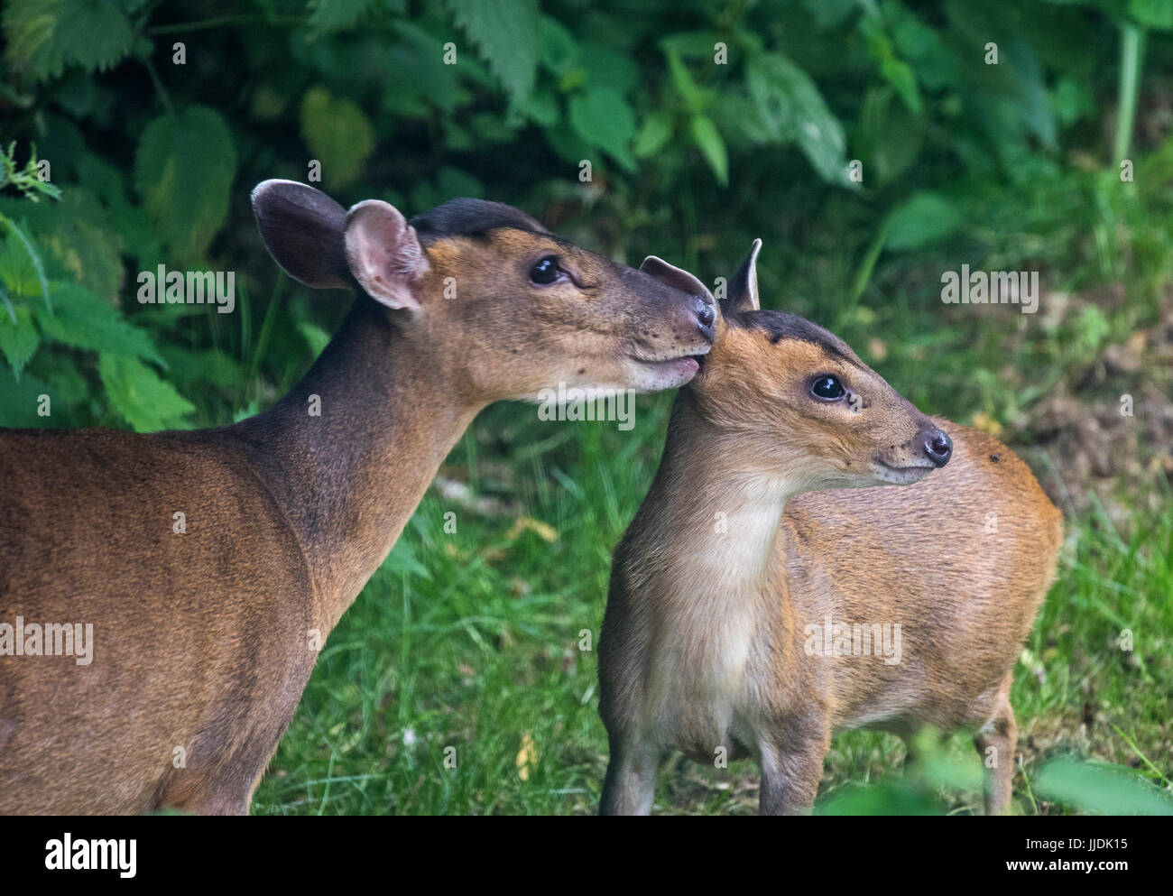 Muntjac also called barking deer Muntiacus reevesi with her baby Stock ...