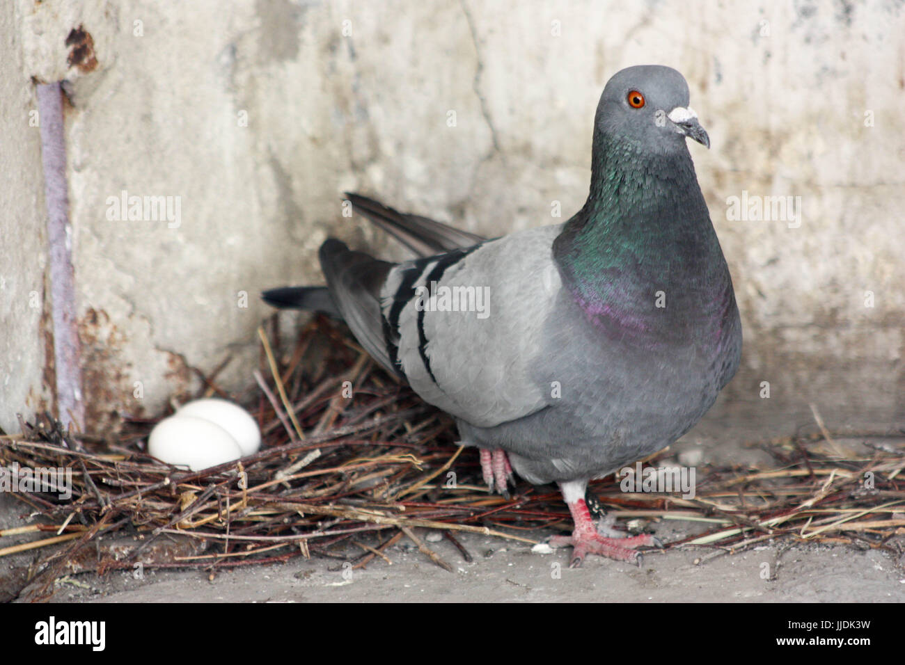 Dove hatching eggs. Photo for your design Stock Photo - Alamy