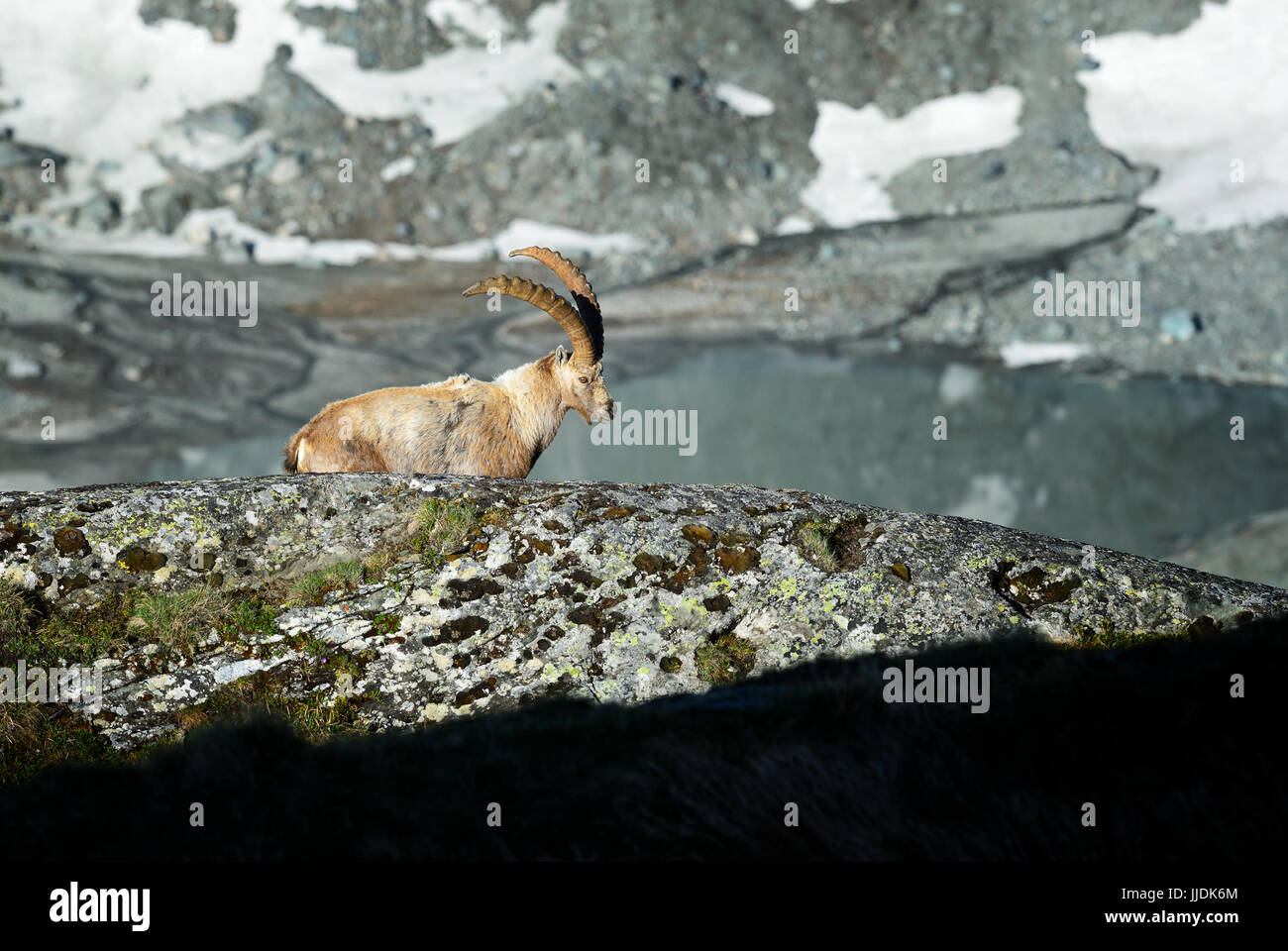 Alpine Ibex - Capra ibex, Alps, Austria Stock Photo - Alamy