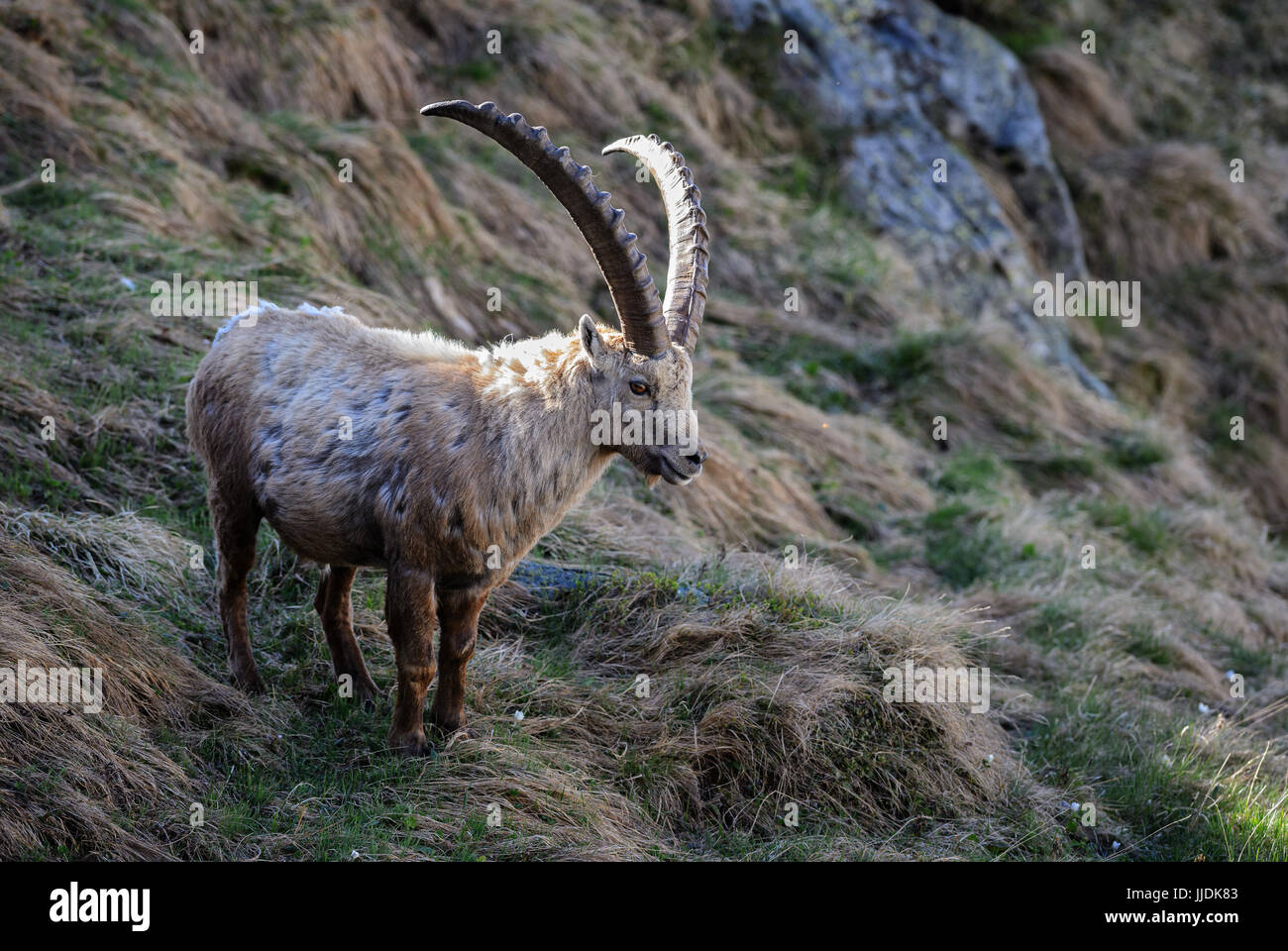Alpine Ibex - Capra ibex, Alps, Austria Stock Photo - Alamy