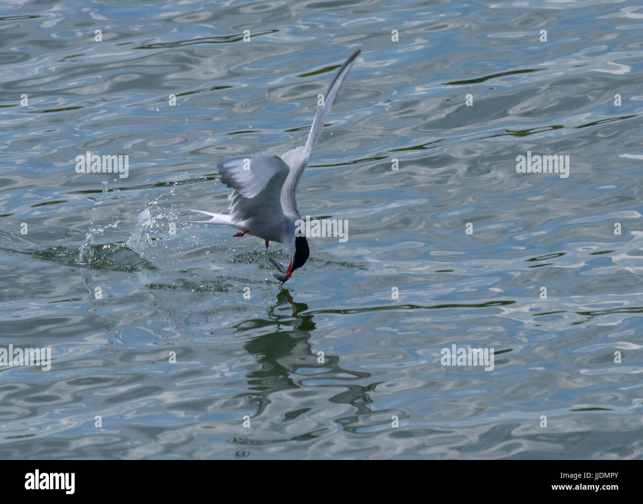 Common tern, Sterna hirundo, in flight with prey Stock Photo - Alamy