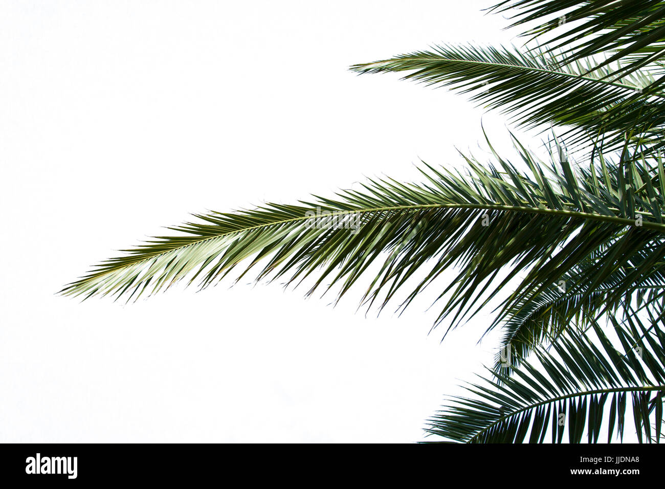 Palm leaf isolated Stock Photo - Alamy