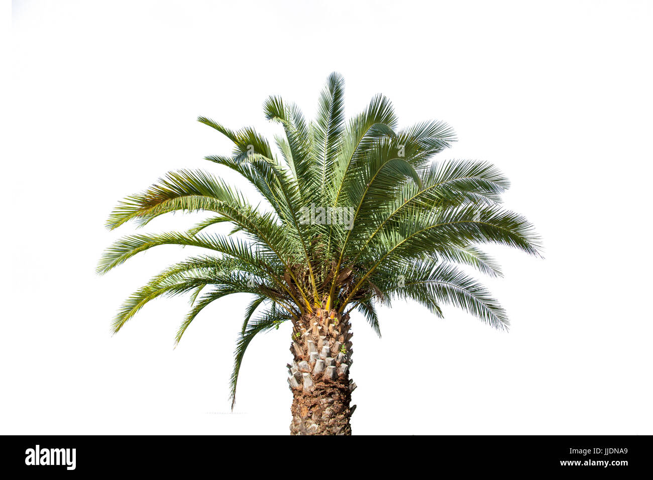 Palm tree isolated Stock Photo - Alamy