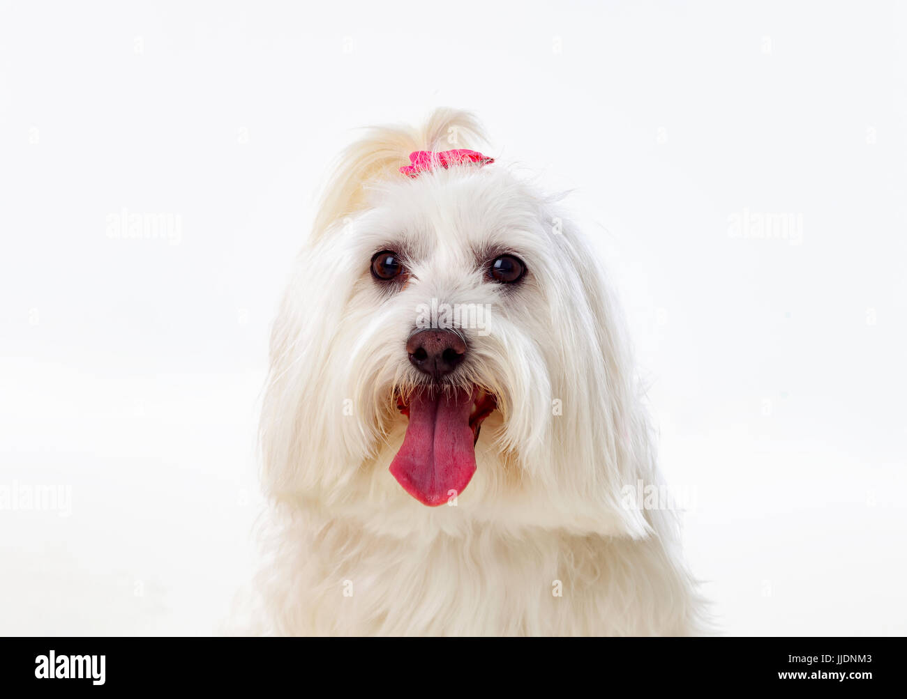 Portratit of a white dog with a pigtail Maltese bichon Stock Photo - Alamy