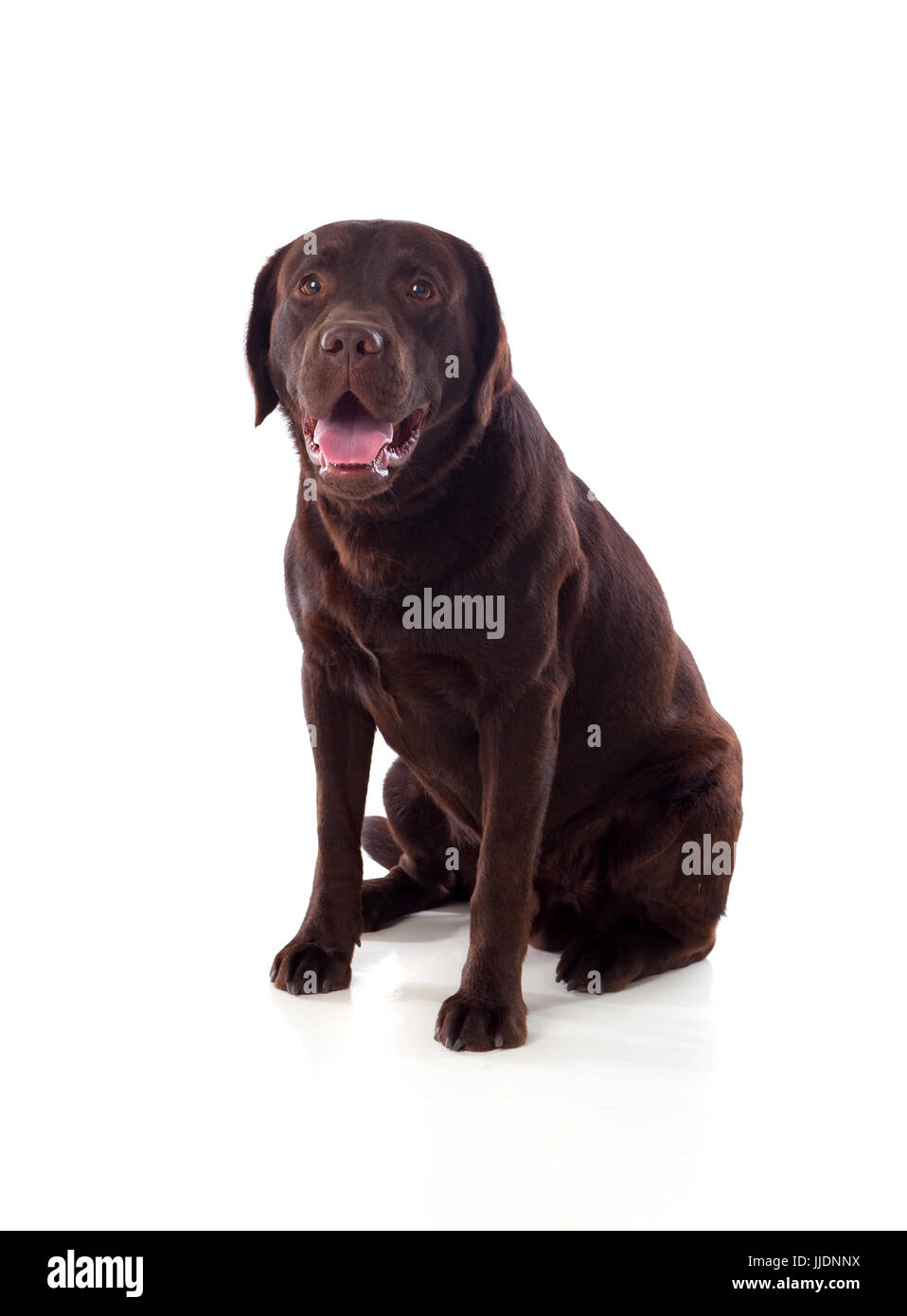Beautiful black Labrador dog breed in isolated studio on white ...