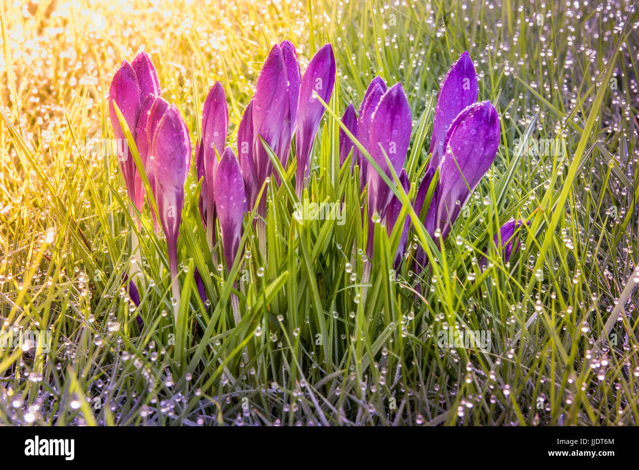 group of purple crocus with sun shining on grass dew Stock Photo - Alamy