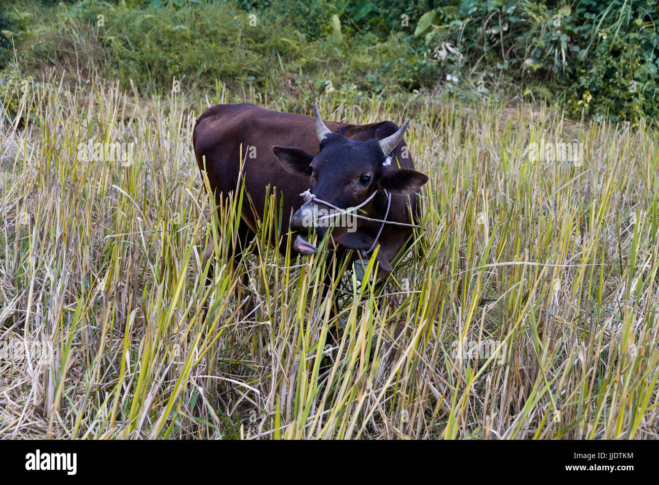 Buffelo High Resolution Stock Photography and Images - Alamy