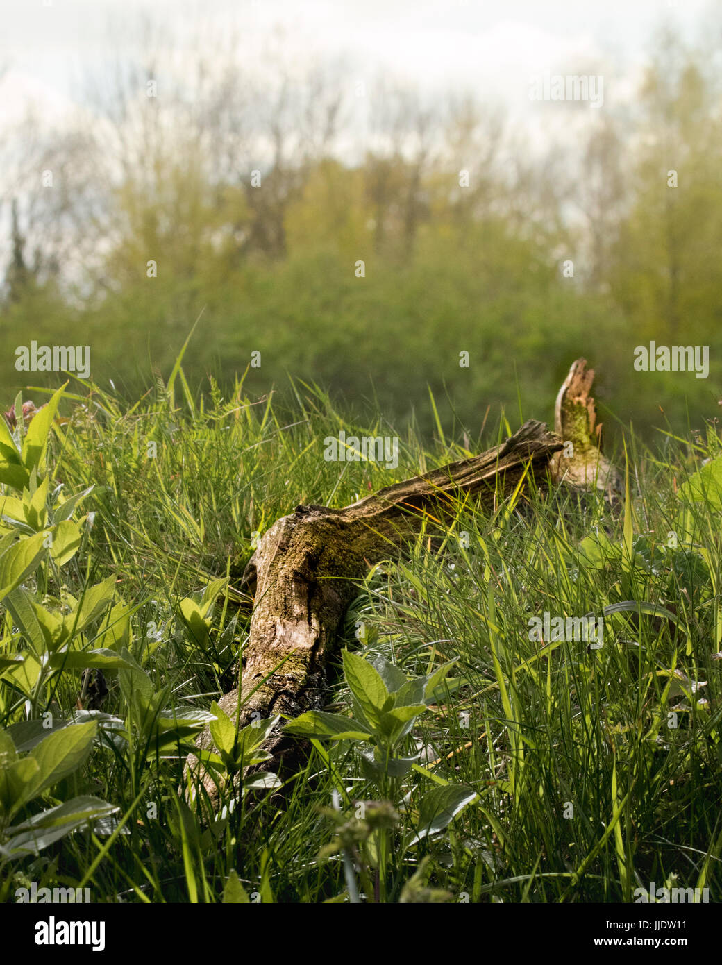 branch detail in countryside Stock Photo - Alamy