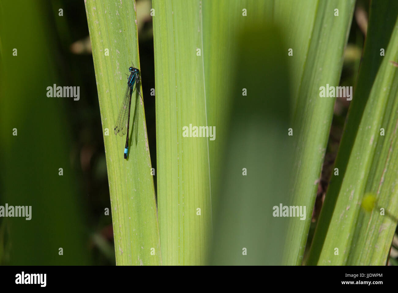 A beautiful small Dragonfly perching on a reed in summer Stock Photo ...