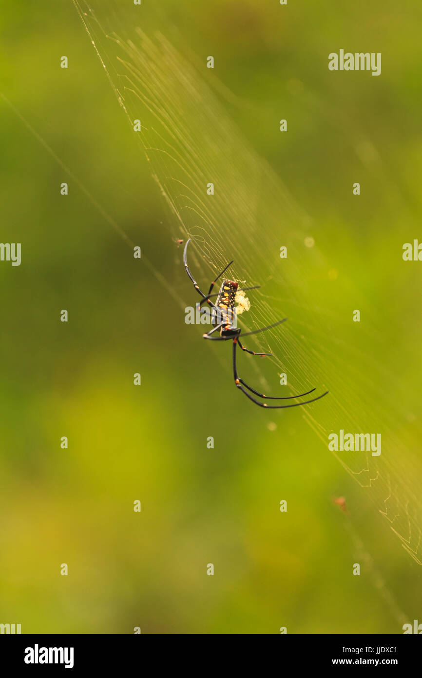 Giant wood spider hi-res stock photography and images - Alamy