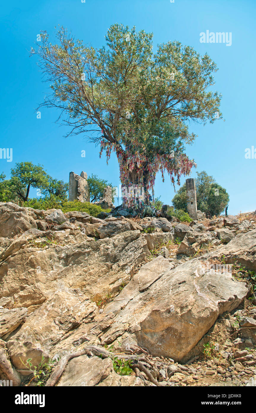 big old olive tree with colourful pieces of cloth tied on branches at ...