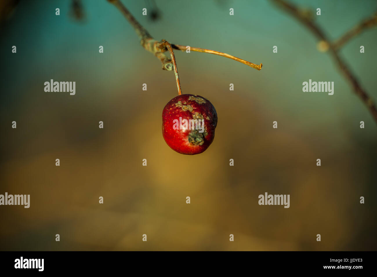 Single berry with faded background Stock Photo - Alamy