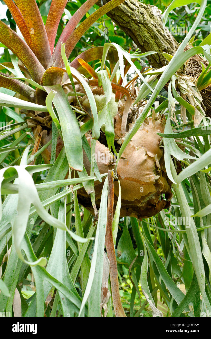 Elkhorn Fern Stock Photos & Elkhorn Fern Stock Images - Alamy