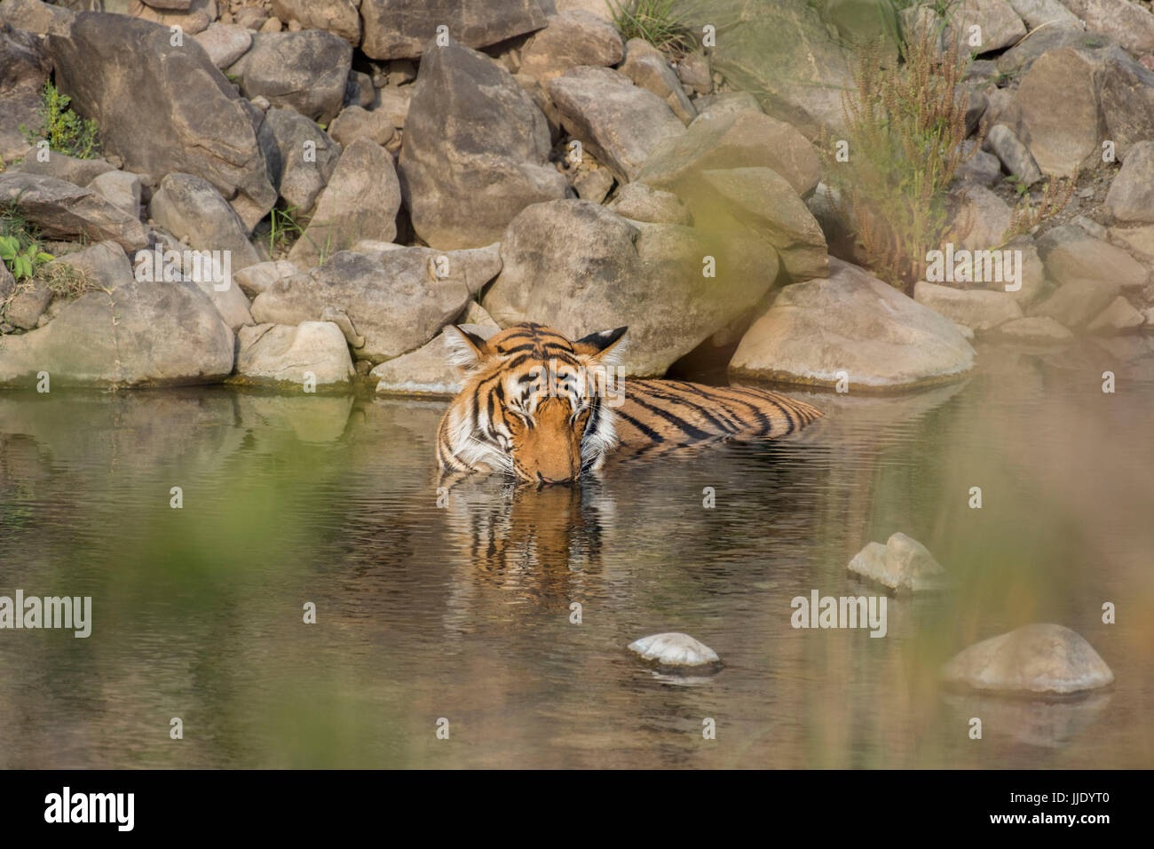 Summer tiger hi-res stock photography and images - Alamy