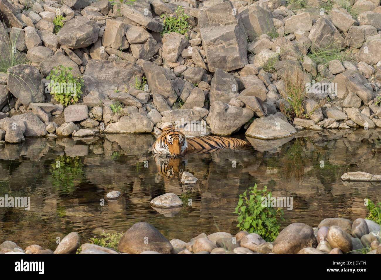 Summer tiger hi-res stock photography and images - Alamy