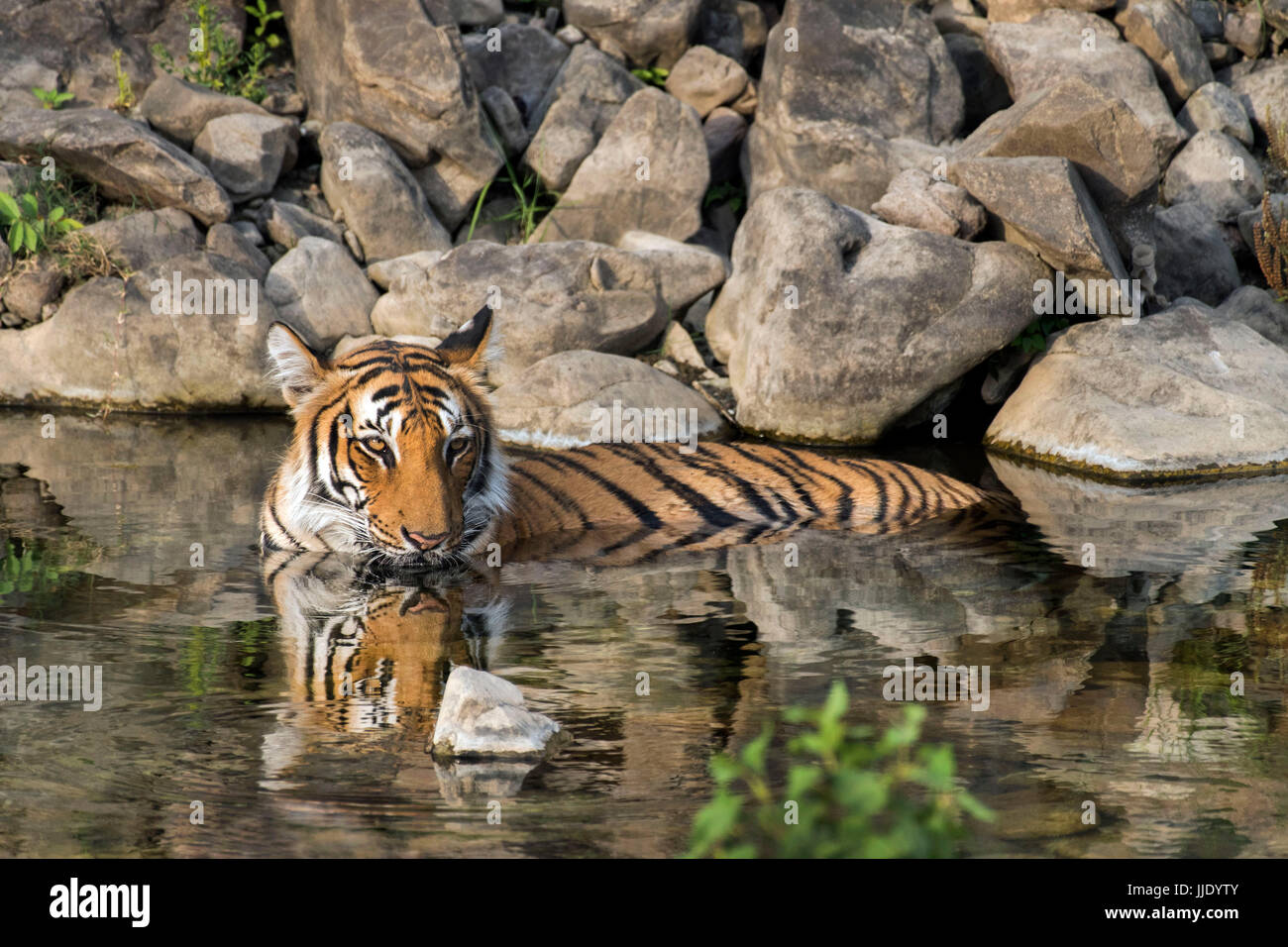 Summer tiger hi-res stock photography and images - Alamy