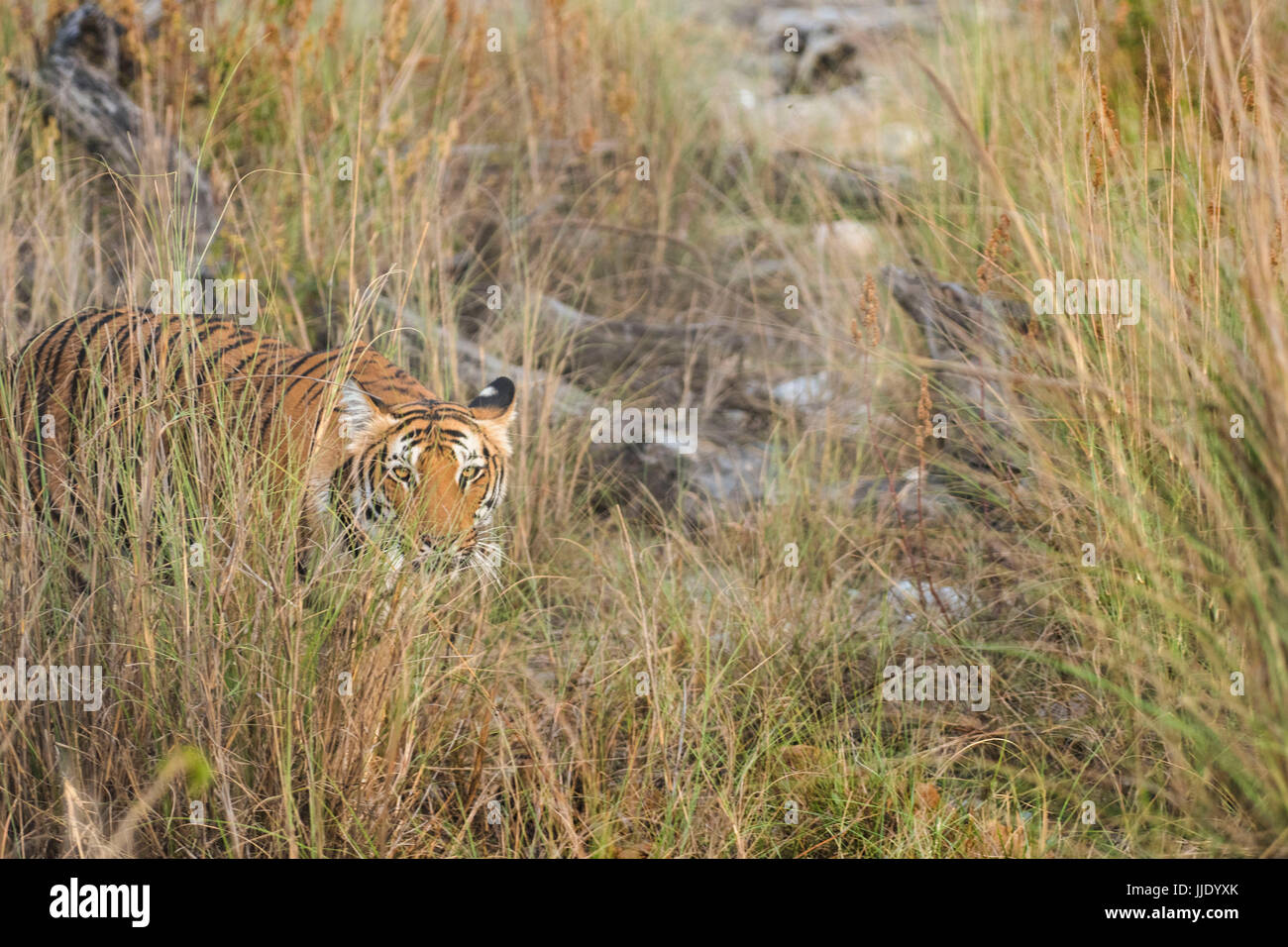 Tiger - I Can see your from behind Stock Photo - Alamy