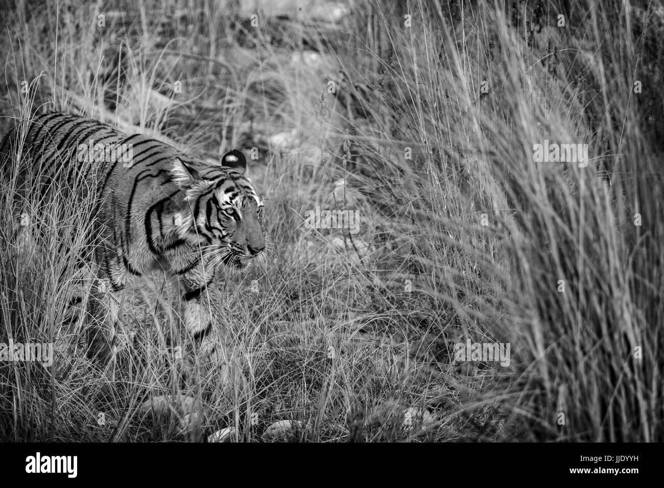 Pond behind Black and White Stock Photos & Images - Alamy