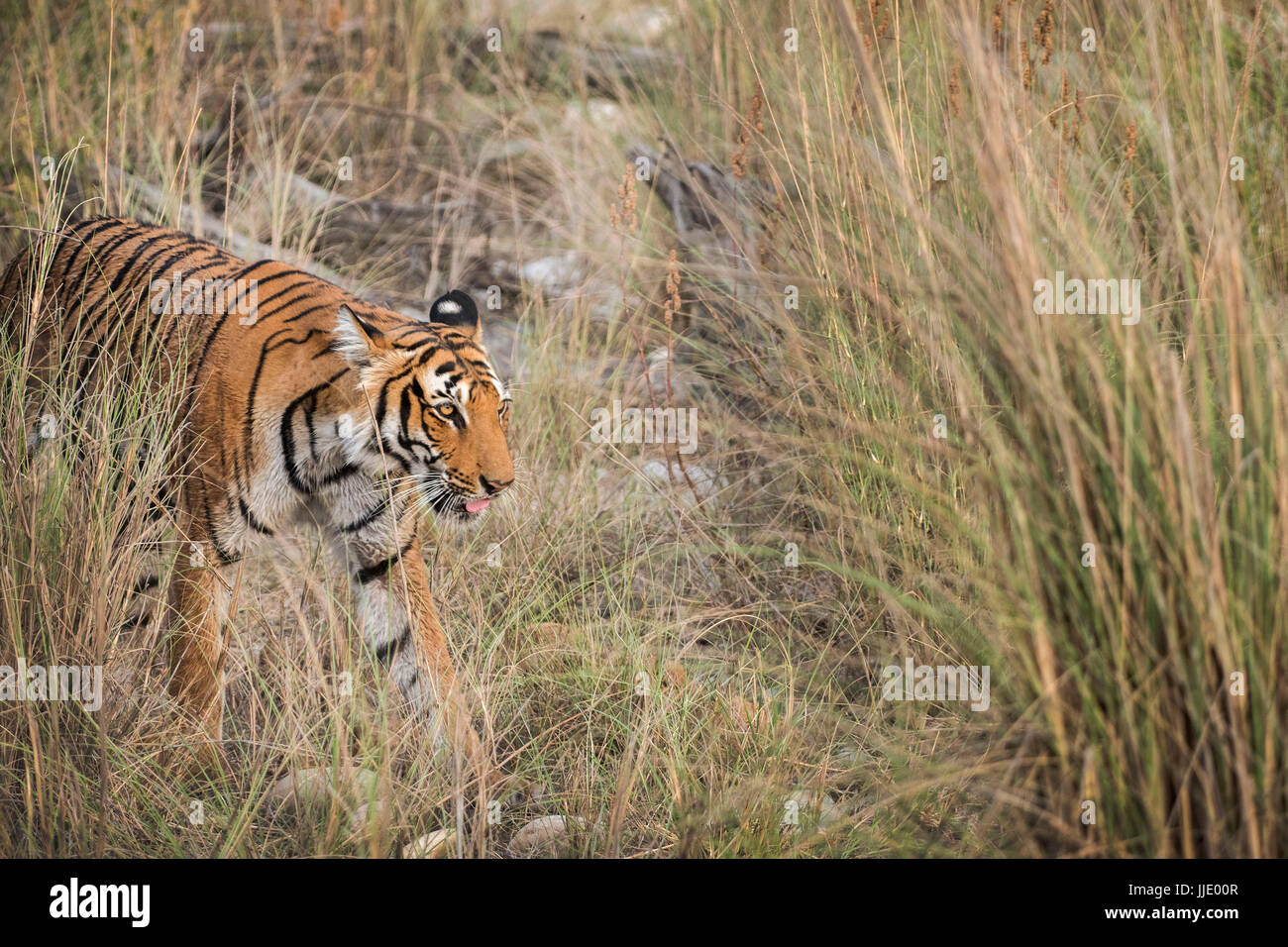 Tiger on Alert Stock Photo - Alamy