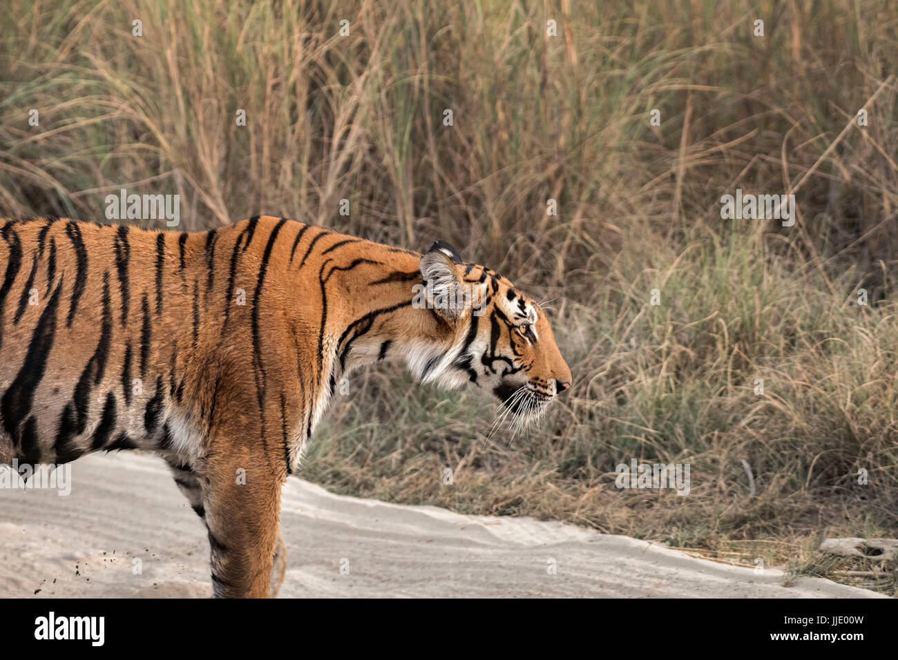 Tiger on Alert Stock Photo - Alamy