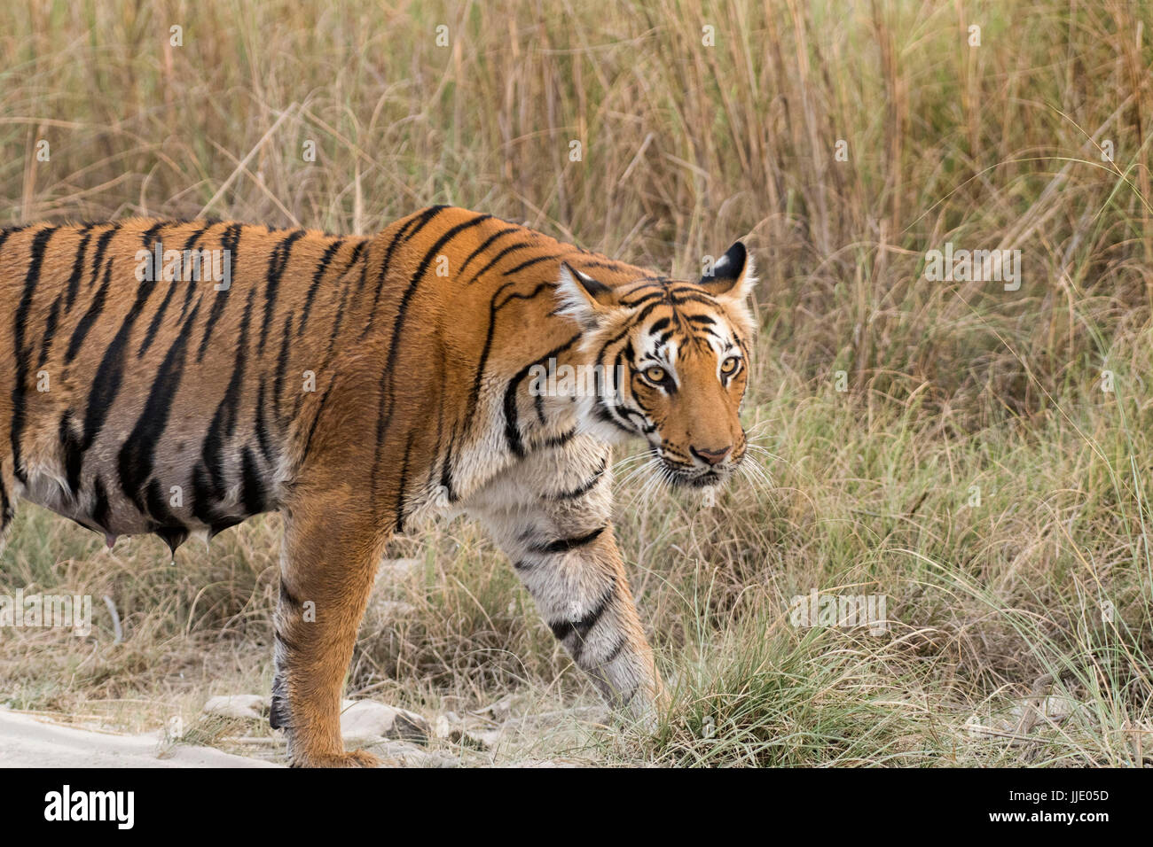 Cute tiger india hi-res stock photography and images - Alamy