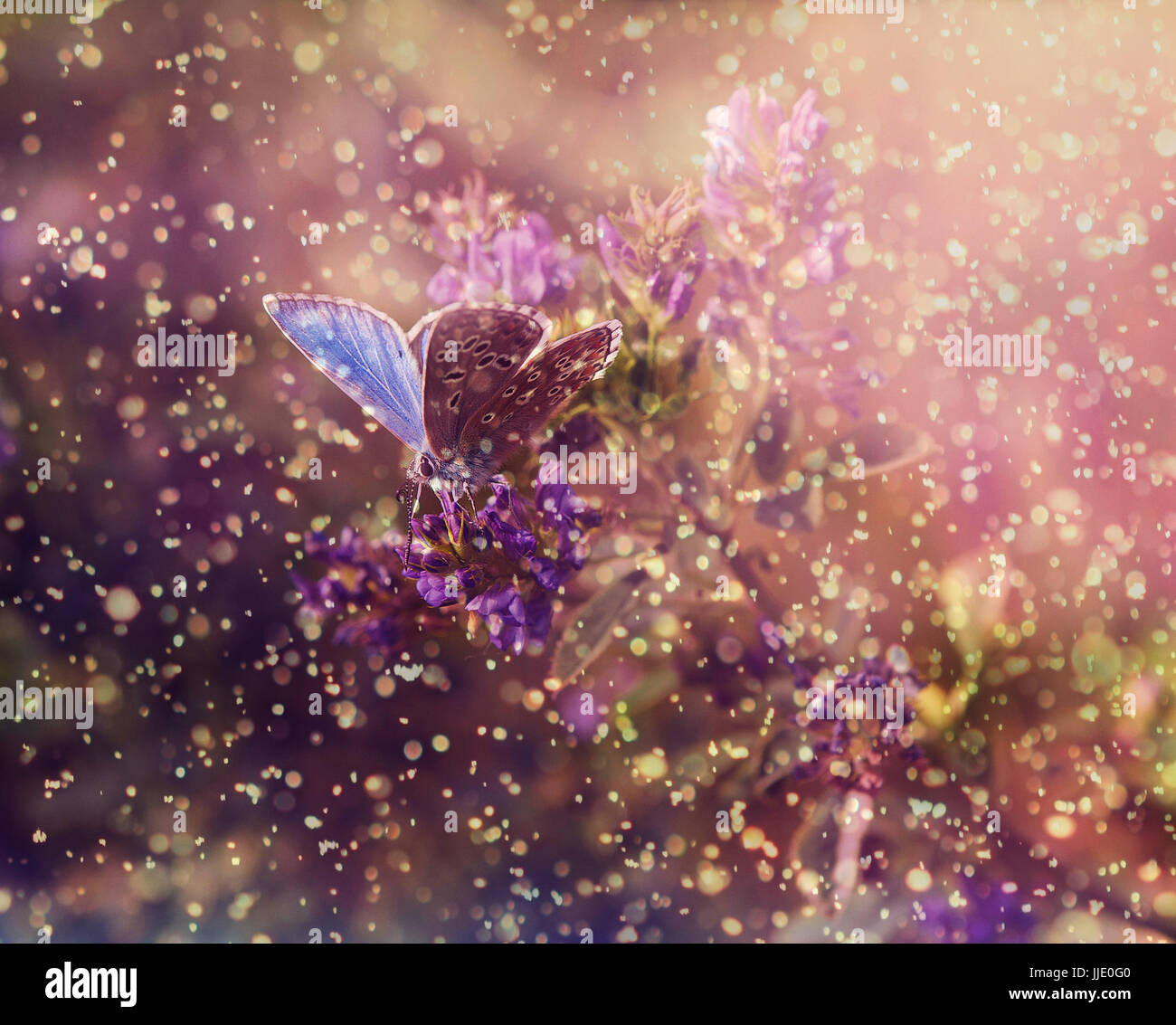 Butterfly in rain and sunset Stock Photo - Alamy