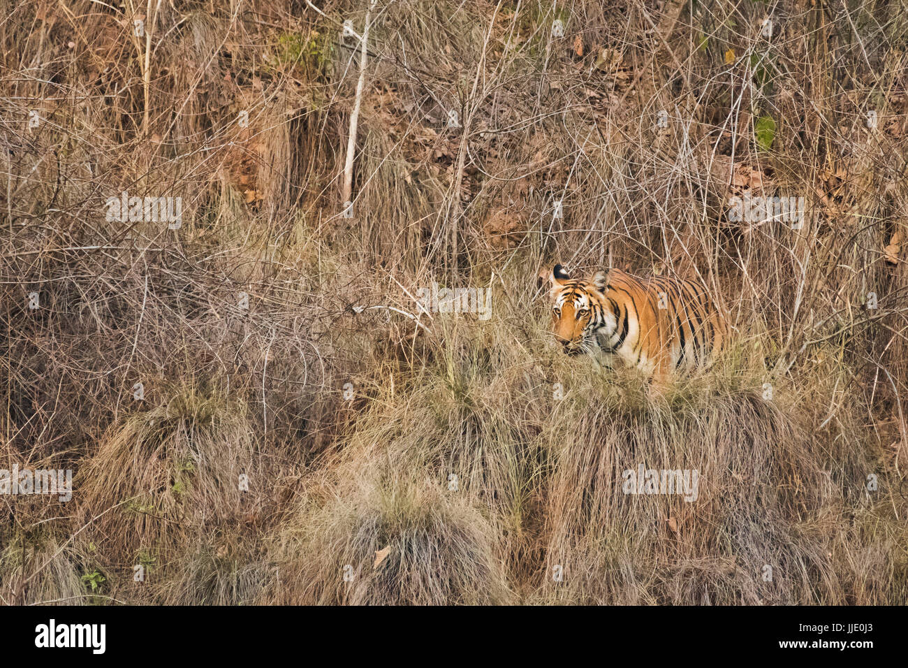 Tiger walking in the bushes Stock Photo - Alamy