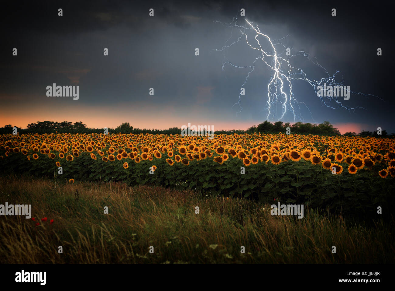 Lightning storm over sunflower field Stock Photo - Alamy