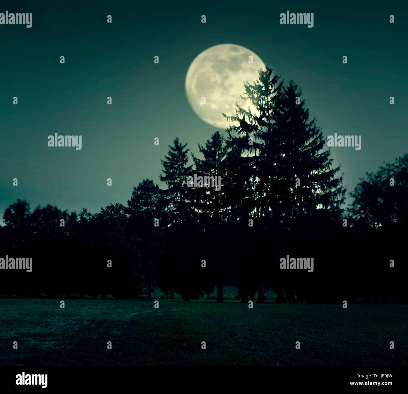 Moon and forest at night Stock Photo - Alamy