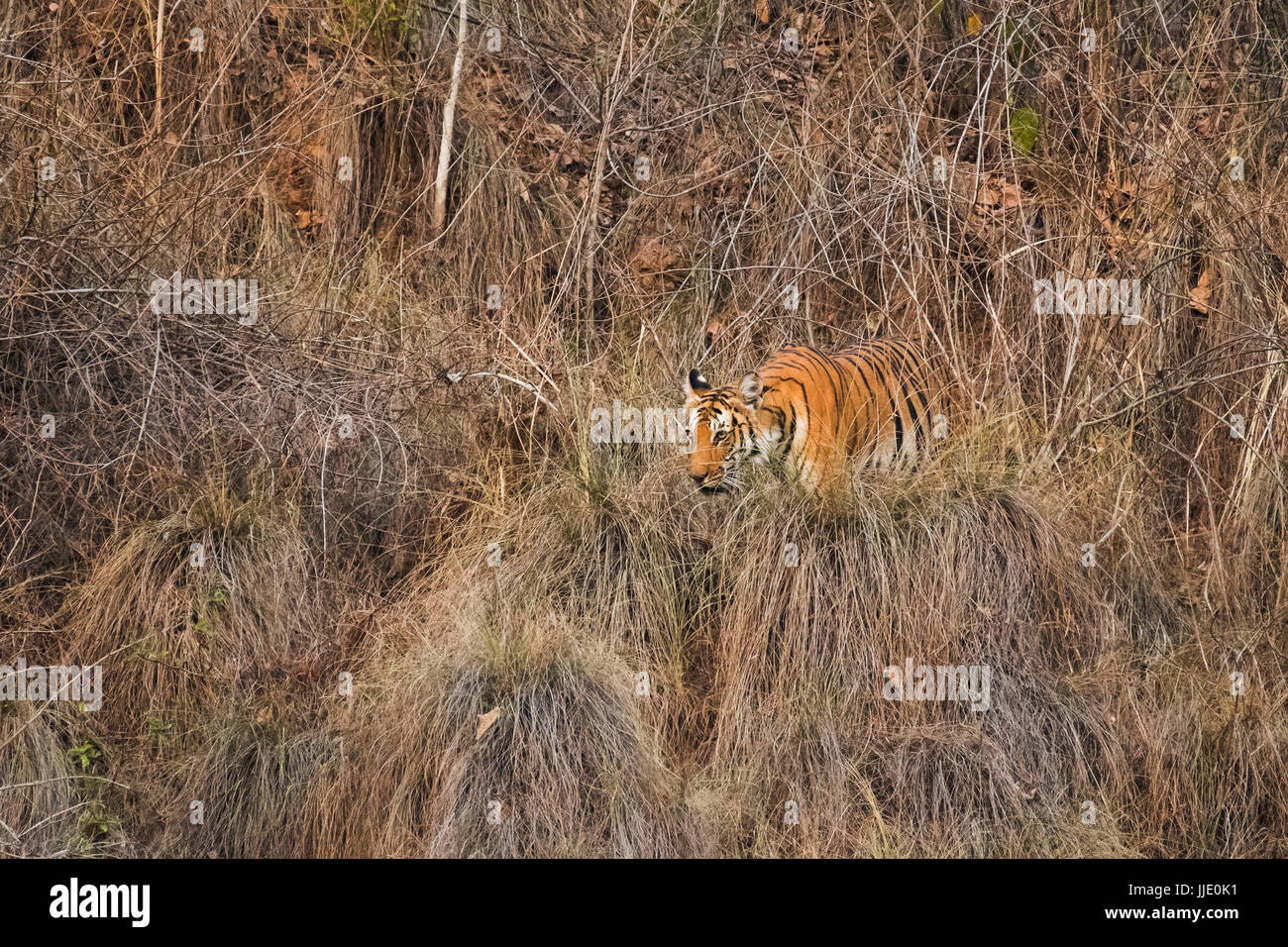 Tiger walking in the bushes Stock Photo - Alamy