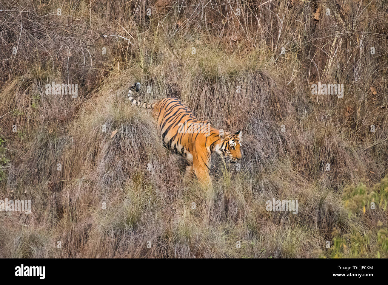Tiger in bushes hi-res stock photography and images - Alamy