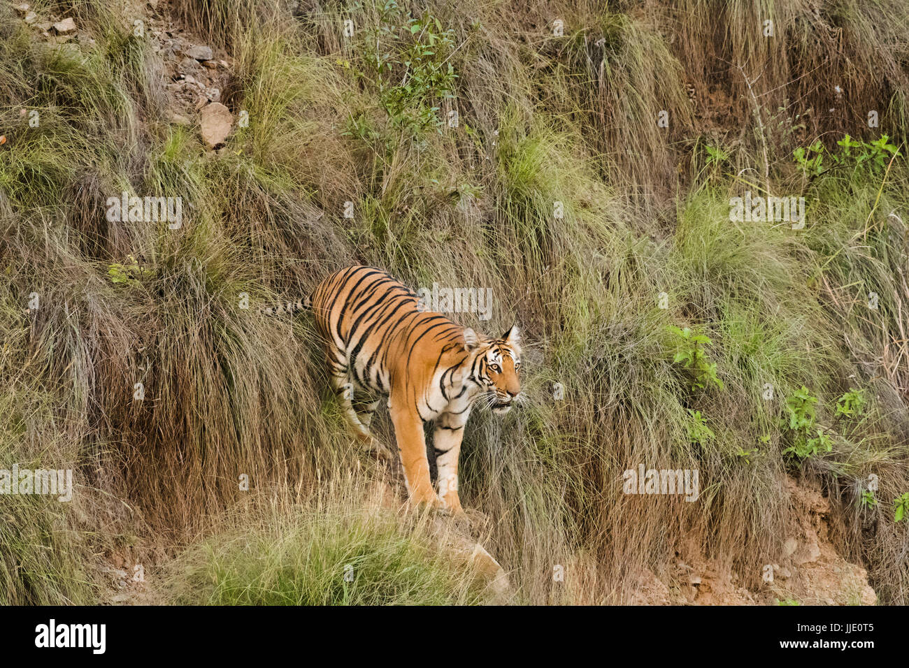 Tiger walking in the bushes Stock Photo - Alamy