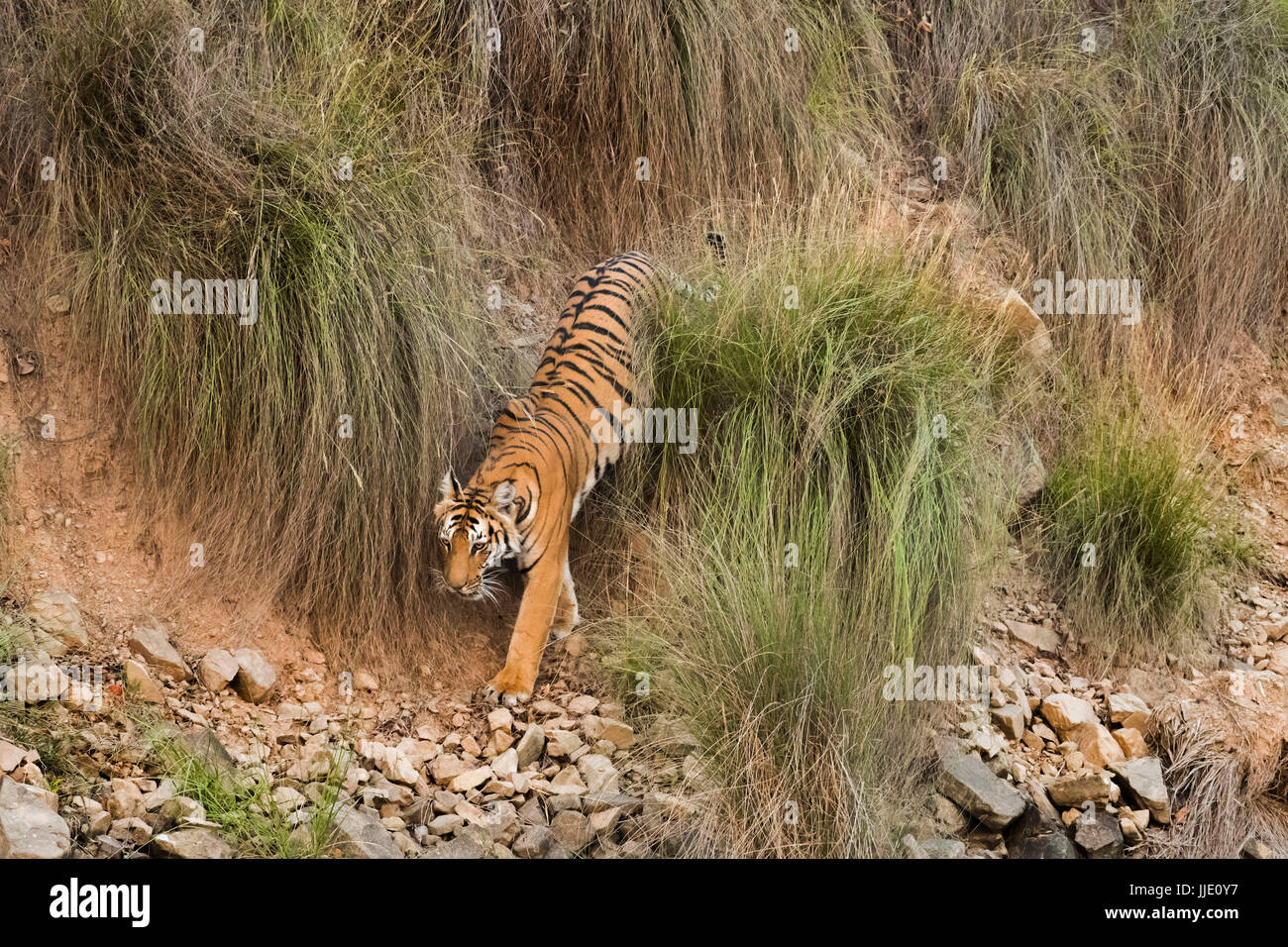 Tiger walking in the bushes Stock Photo - Alamy