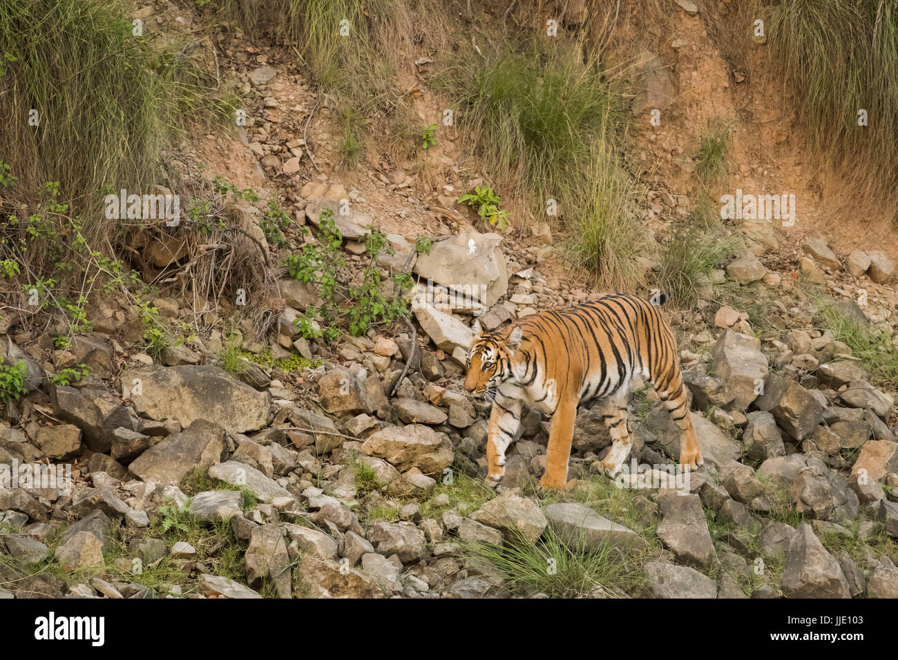 Tiger walking in the bushes Stock Photo - Alamy