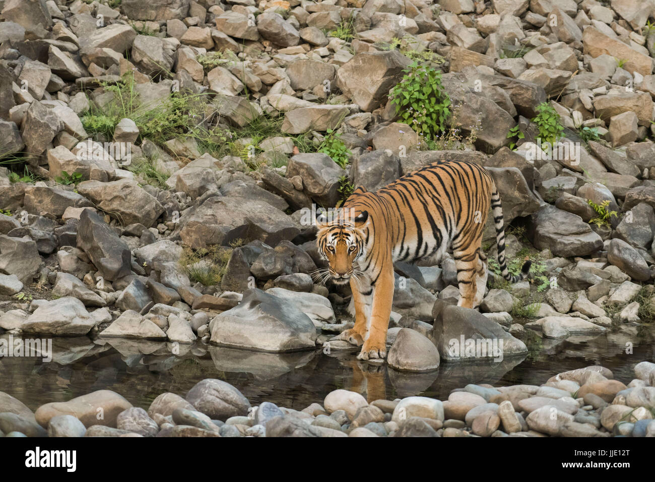 A Bengal Tiger cooling off in natural cold water in hot summers between ...
