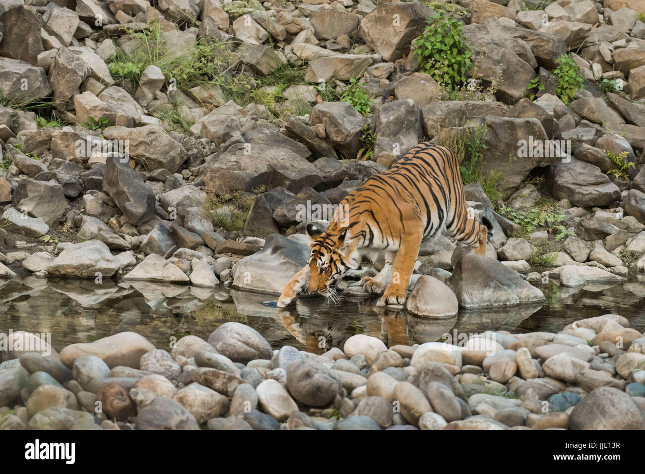 A Bengal Tiger cooling off in natural cold water in hot summers between ...