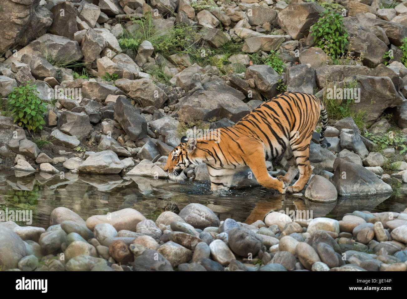 A Bengal Tiger cooling off in natural cold water in hot summers between ...