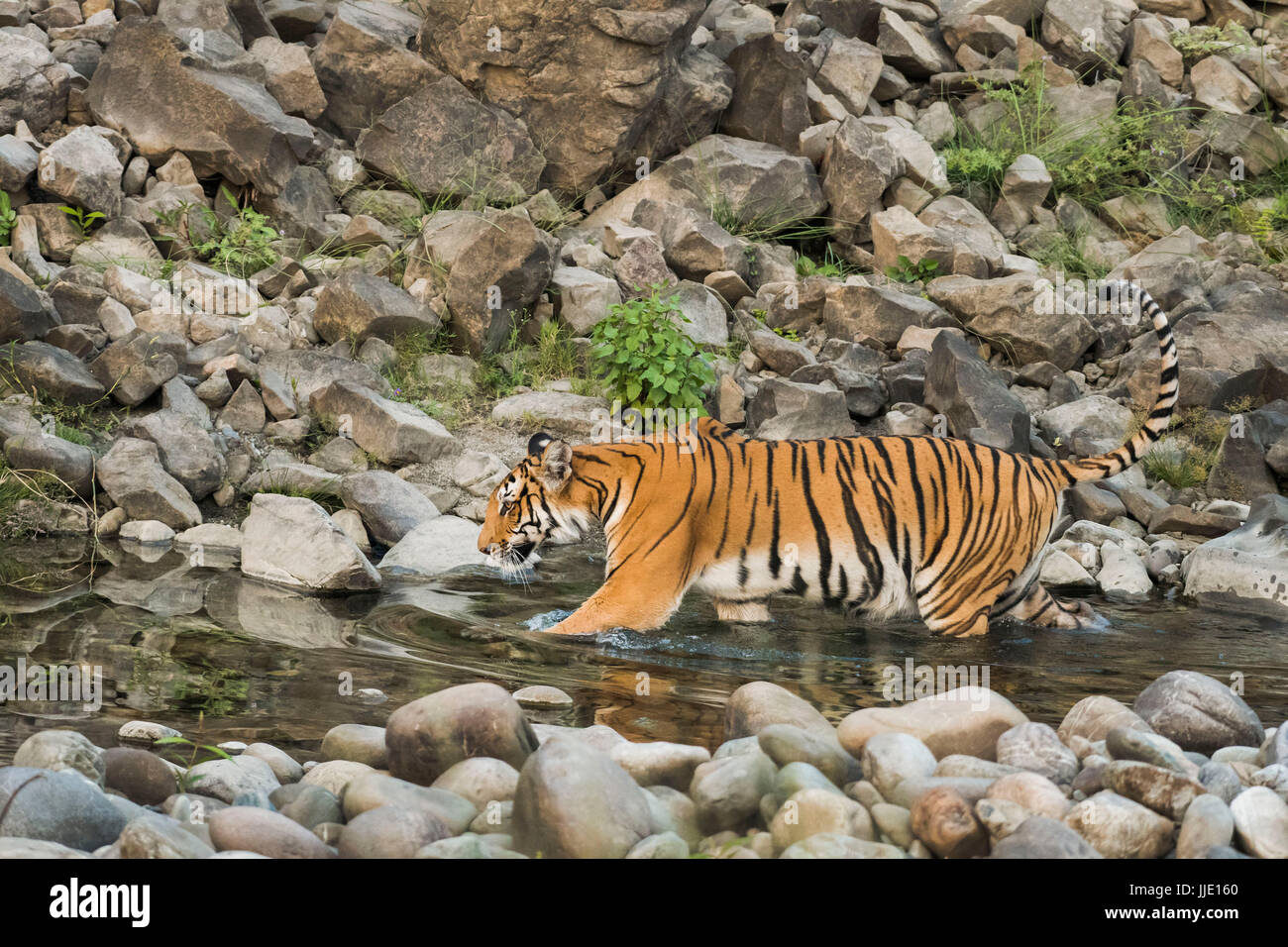 A Bengal Tiger cooling off in natural cold water in hot summers between ...