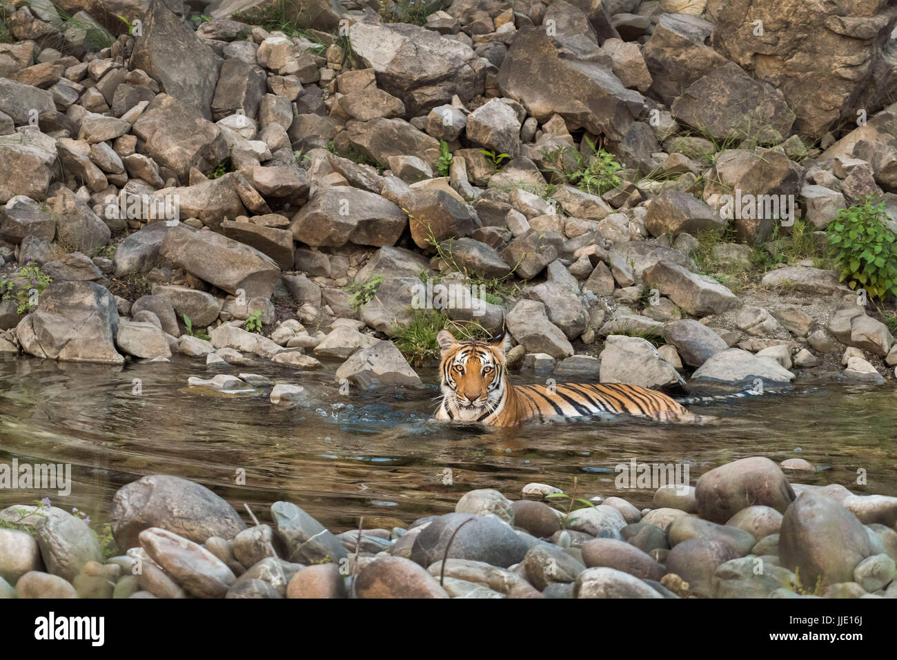 A Bengal Tiger cooling off in natural cold water in hot summers between ...