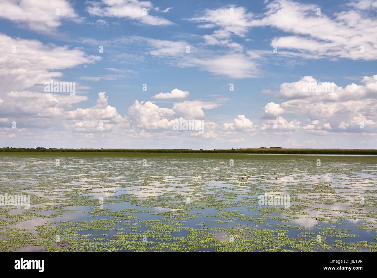 Calm lake surface with plants Stock Photo - Alamy