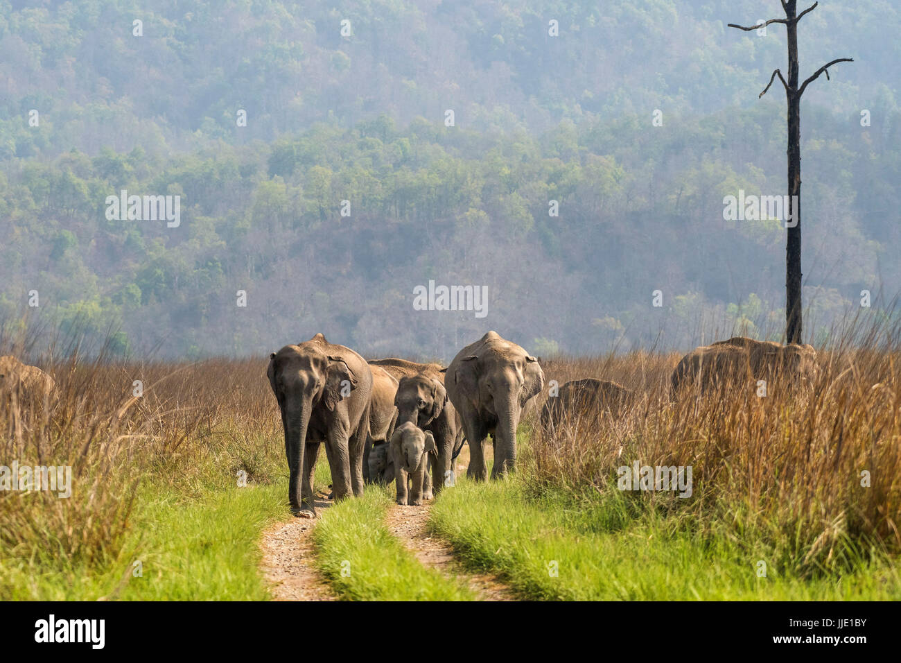 Family elephants on move wildlife hi-res stock photography and images ...