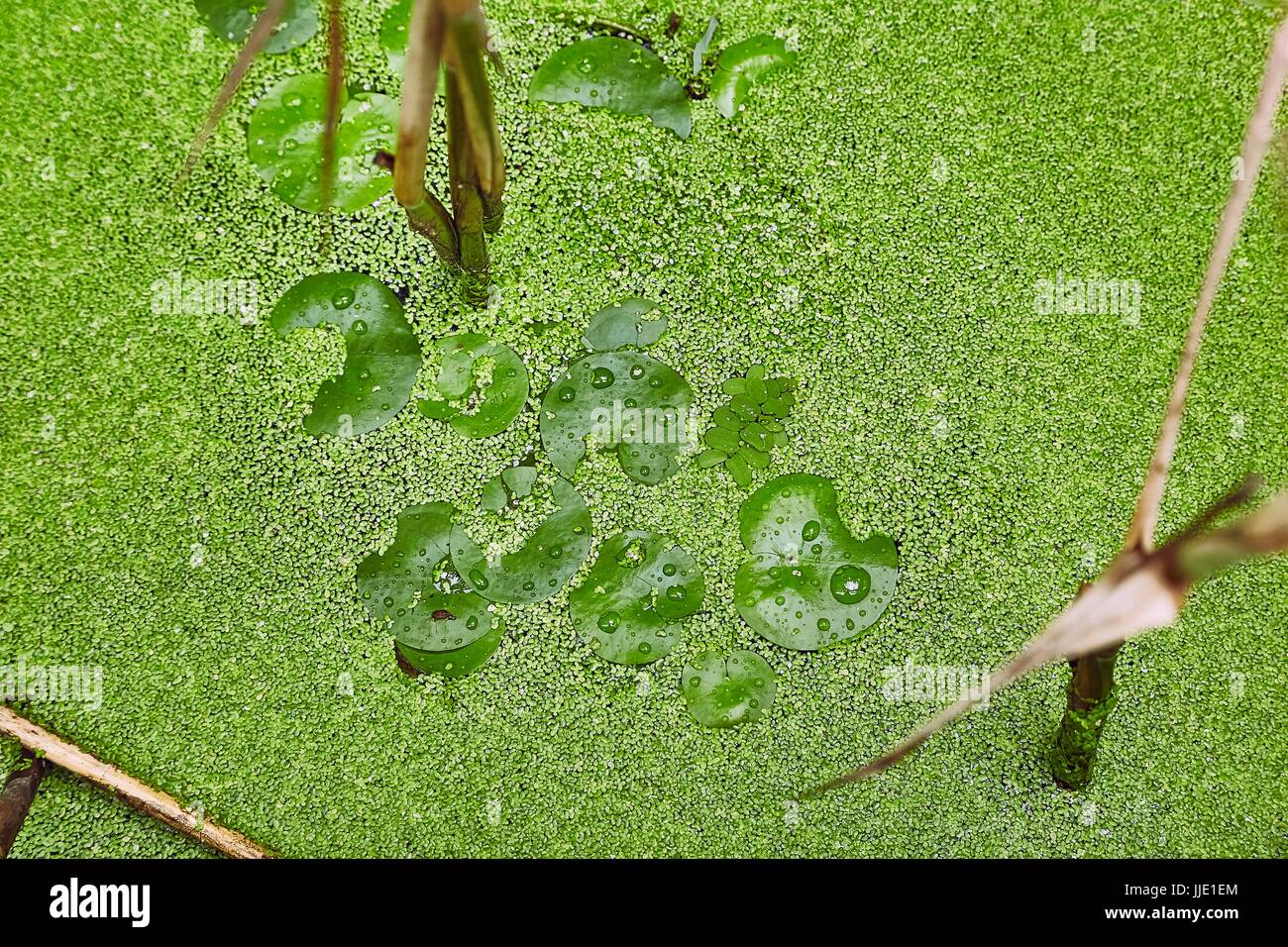 Swamp surface with green water plants Stock Photo - Alamy