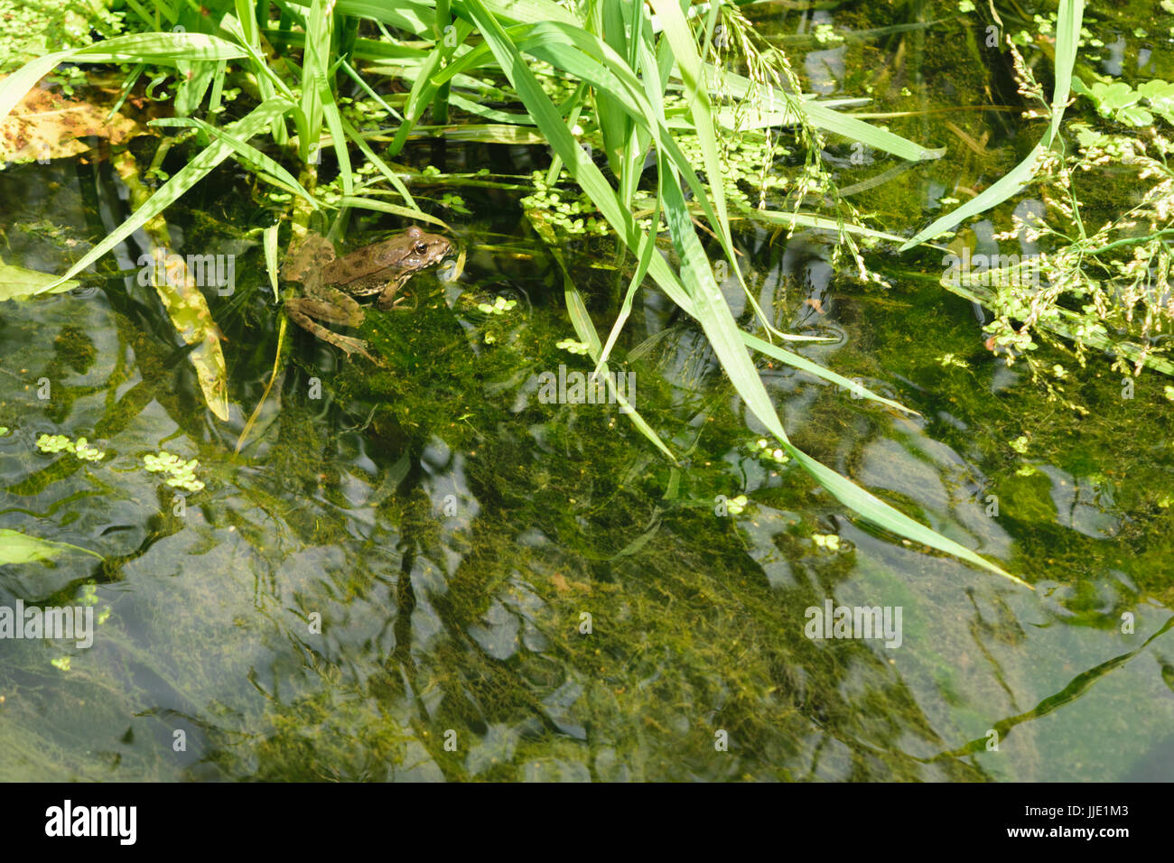frog in swamp Stock Photo - Alamy