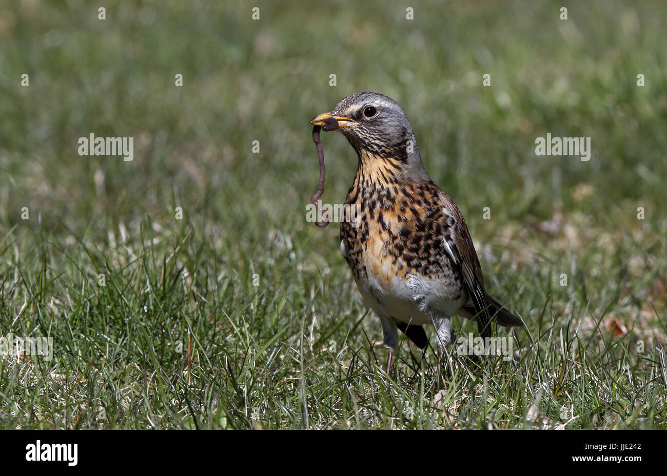 Fieldfare foraging on lawn, Earthworm in bill Stock Photo - Alamy