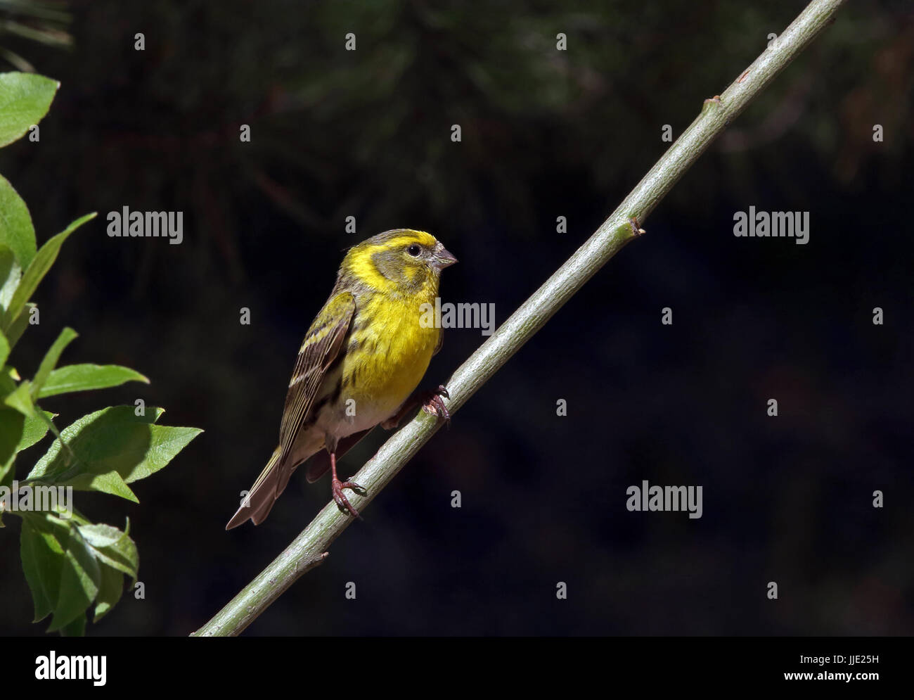 European serin, Serin, Serinus serinus, sitting on twig, clean ...