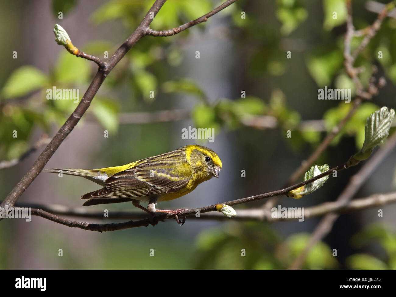 European serin, Serin, Serinus serinus, sitting on twig with leaf buds ...
