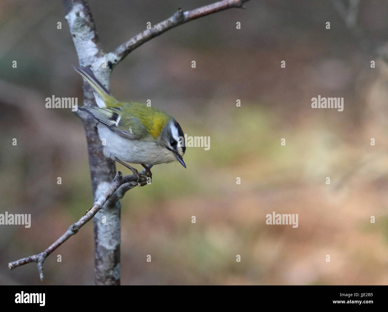 Common Firecrest, Regulus ignicapilla Stock Photo - Alamy