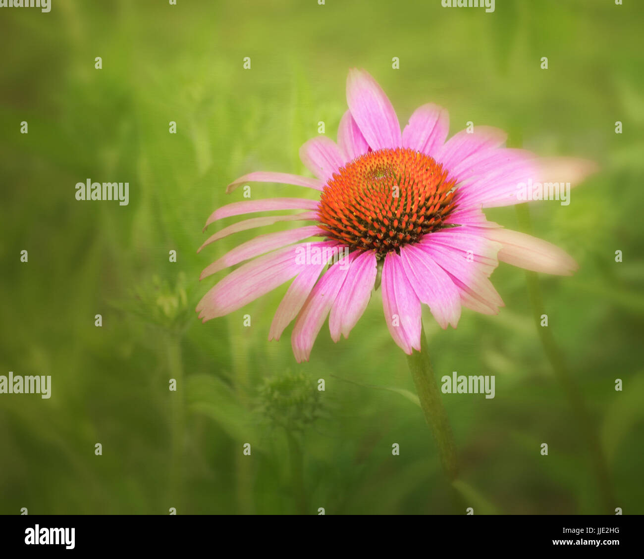 Cone flower blooms in hi-res stock photography and images - Alamy