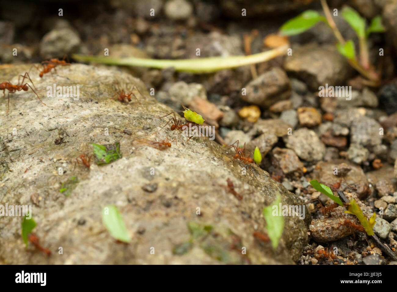 Red ants leaf hi-res stock photography and images - Alamy